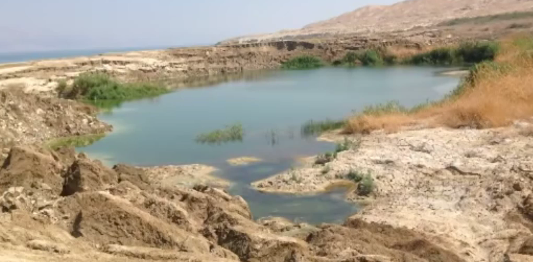 Dead Sea Coming Alive With Fish Fresh Water God Talk Dead Sea Coming Alive With Fish Fresh Water God Talk